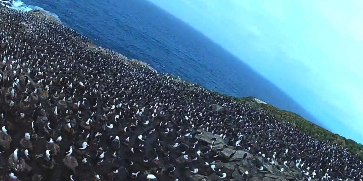 Bird Steals Camera, Captures Aerial Footage Of Penguins, Just In Time ...