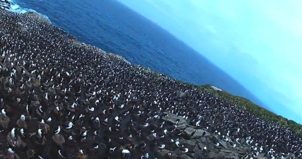 Bird Steals Camera, Captures Aerial Footage Of Penguins, Just In Time ...