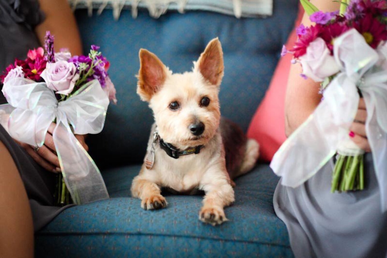 15 Dogs Who Couldn't Be Prouder To Be In The Wedding Party - The Dodo