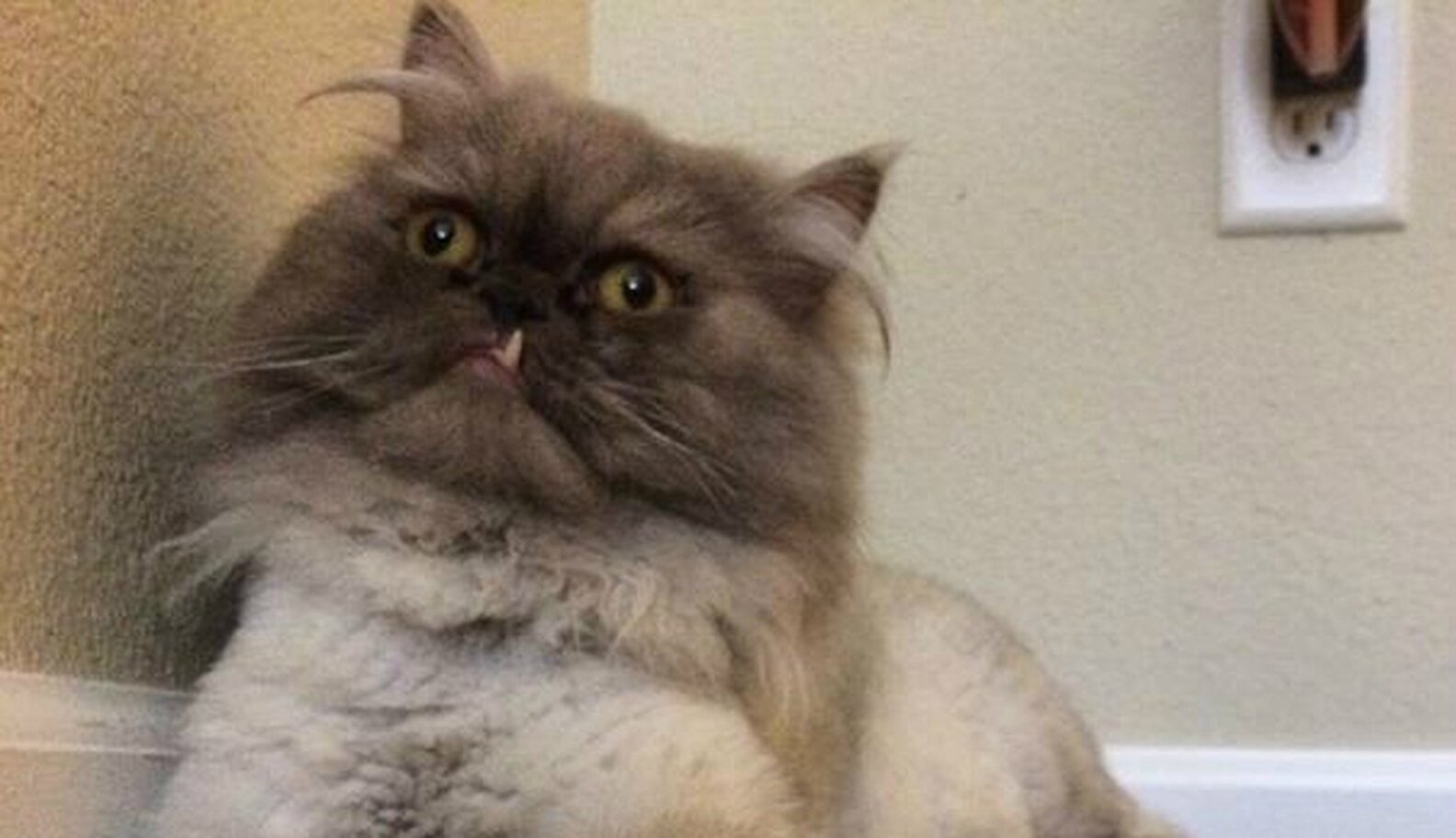 17 Pets Who Are Showing Off Their Beautiful Snaggle-Toofs - The Dodo