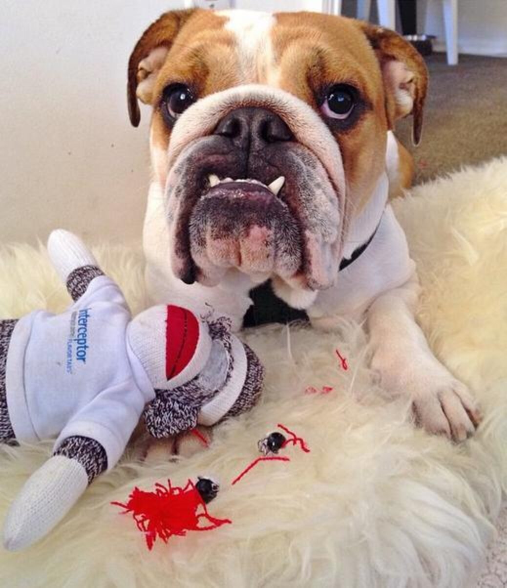 17 Pets Who Are Showing Off Their Beautiful Snaggle-Toofs - The Dodo