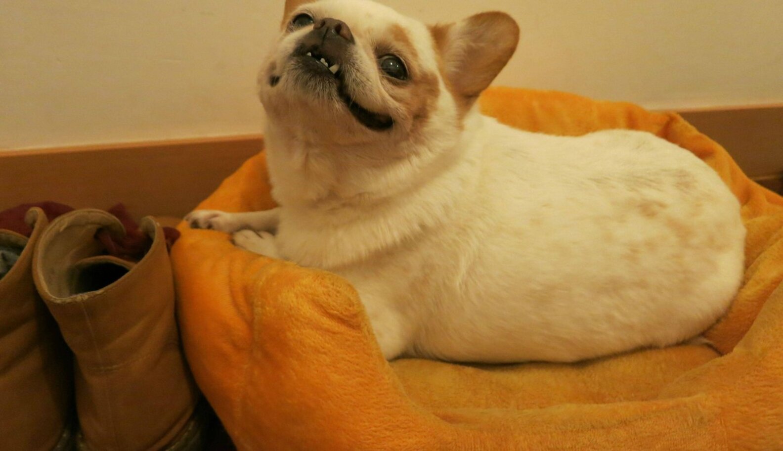 17 Pets Who Are Showing Off Their Beautiful Snaggle-Toofs - The Dodo