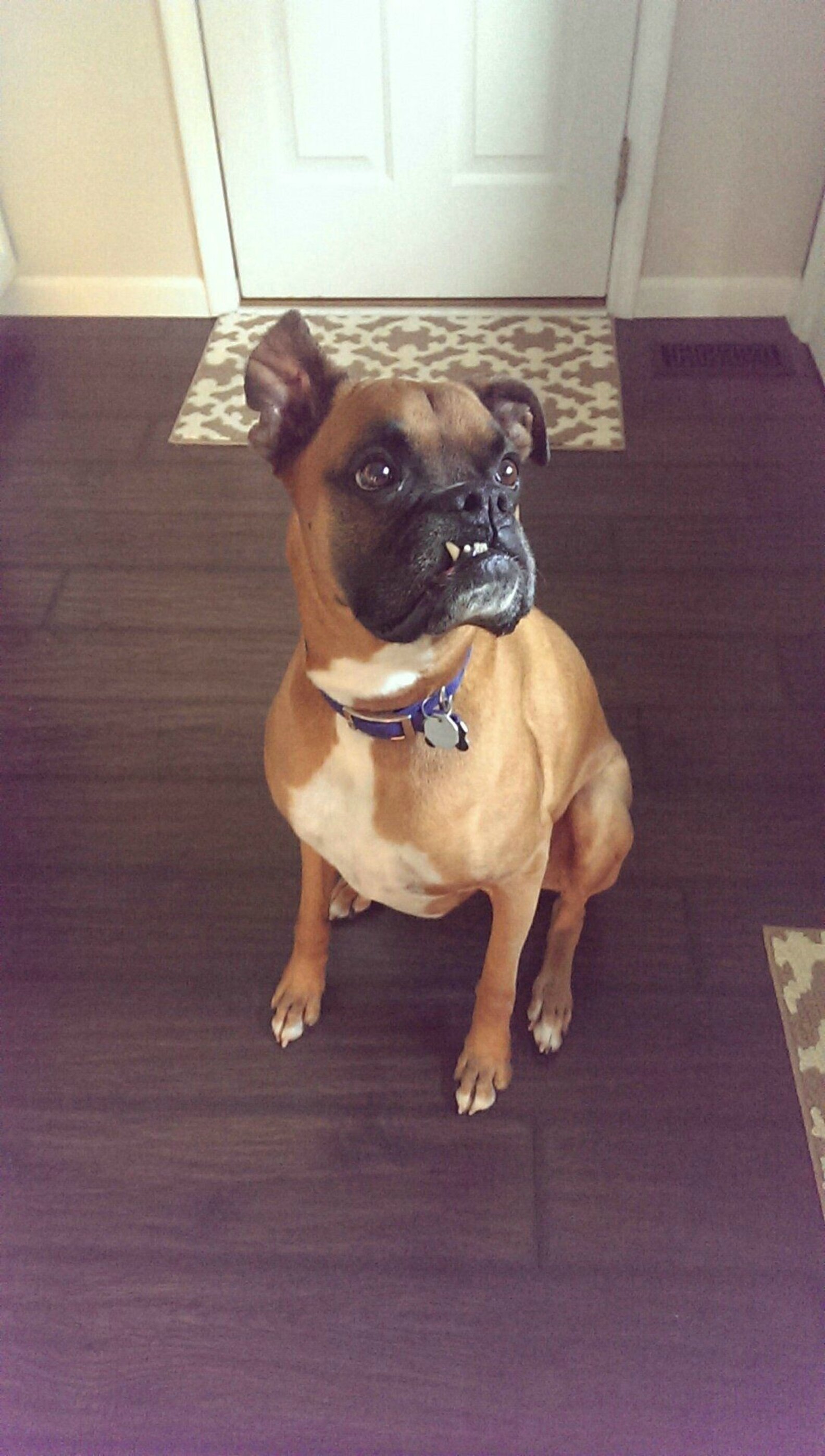 17 Pets Who Are Showing Off Their Beautiful Snaggle-Toofs - The Dodo