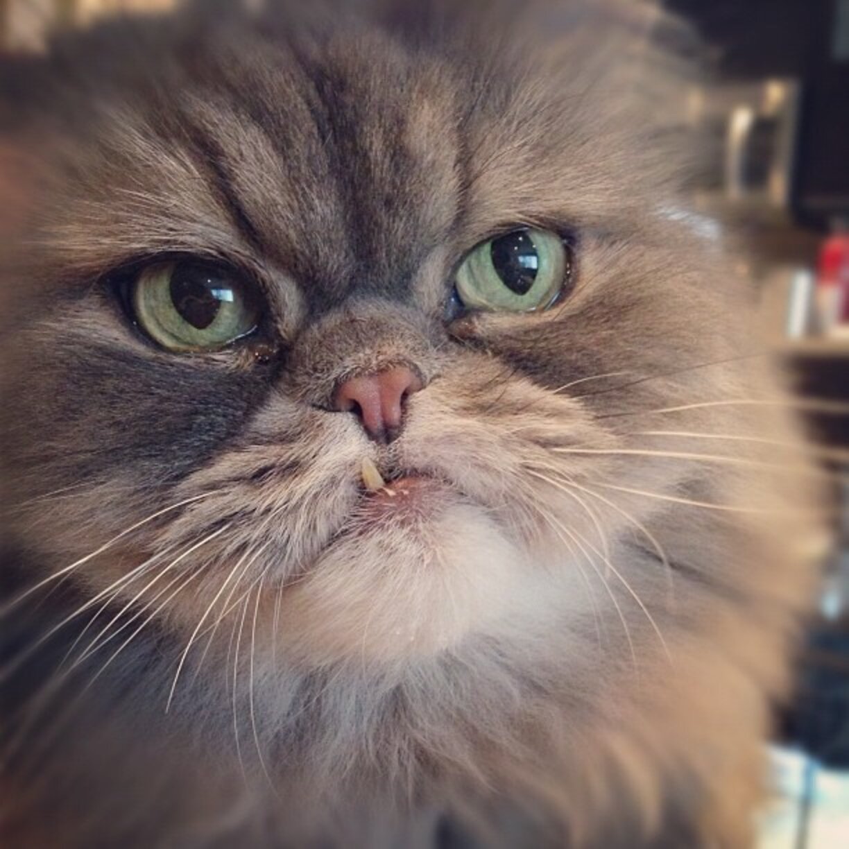 17 Pets Who Are Showing Off Their Beautiful Snaggle-Toofs - The Dodo