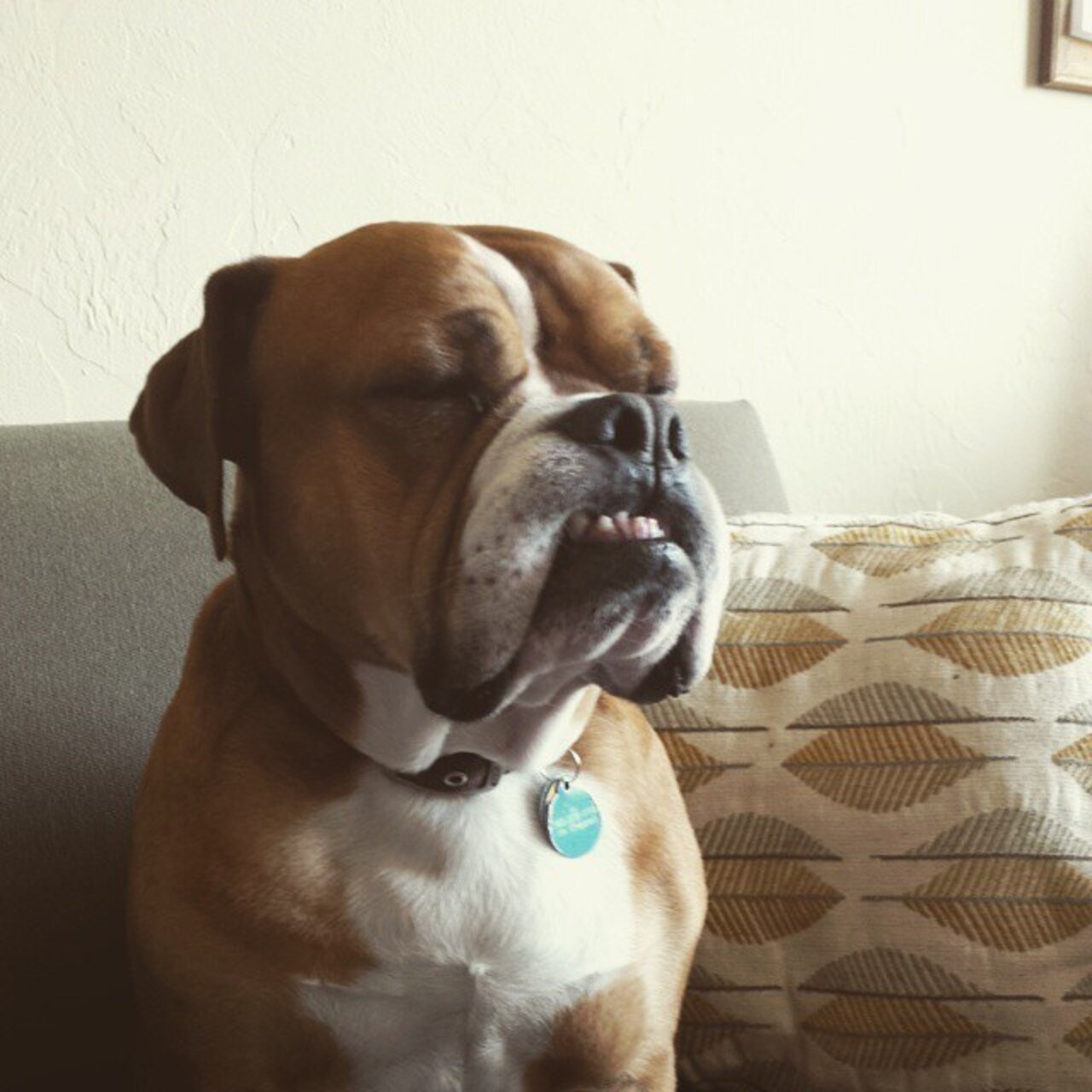 17 Pets Who Are Showing Off Their Beautiful Snaggle-Toofs - The Dodo