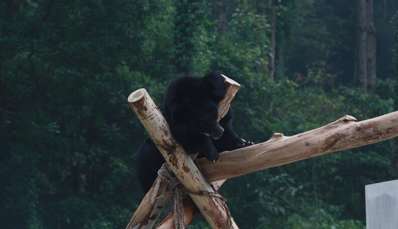 Moon Bear Monday: Adorable Bears Do Naptime - The Dodo