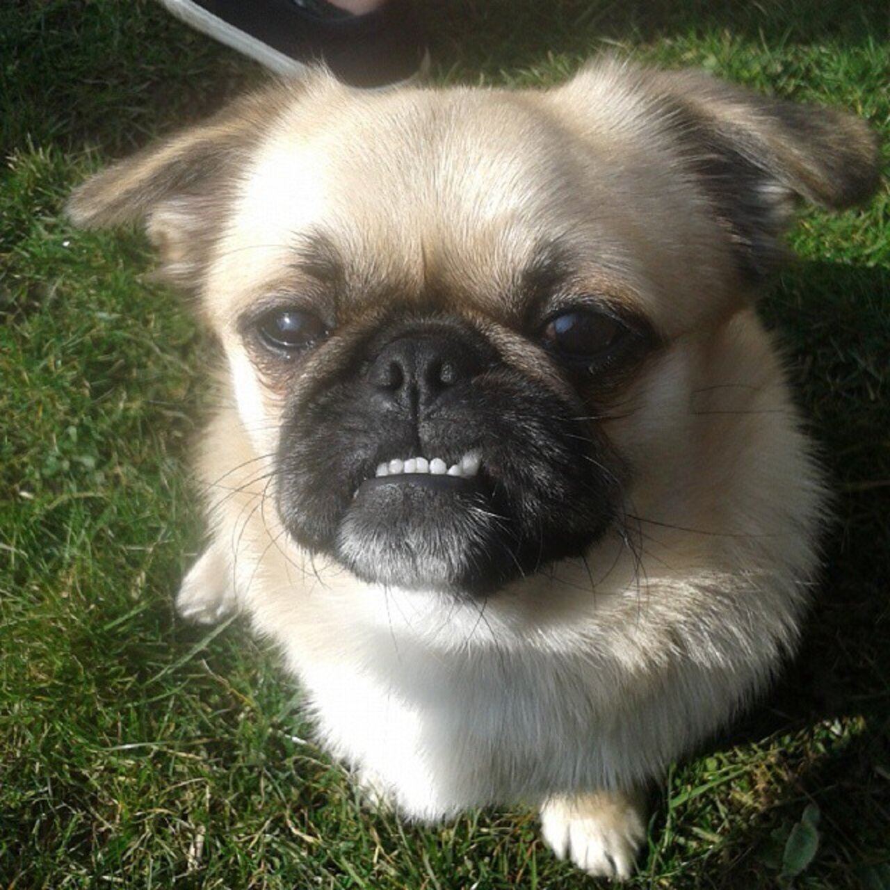 17 Pets Who Are Showing Off Their Beautiful Snaggle-Toofs - The Dodo