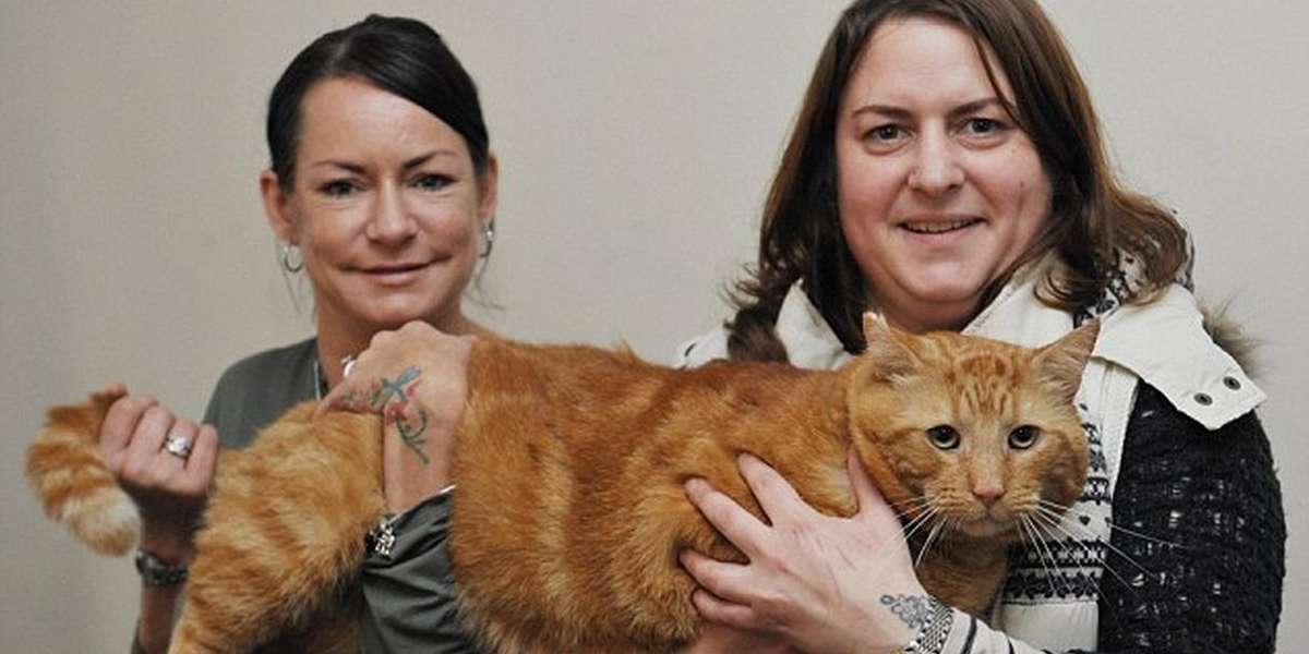 Enormous Cat Makes Everyone Who Knows Him Seem Tiny - The Dodo