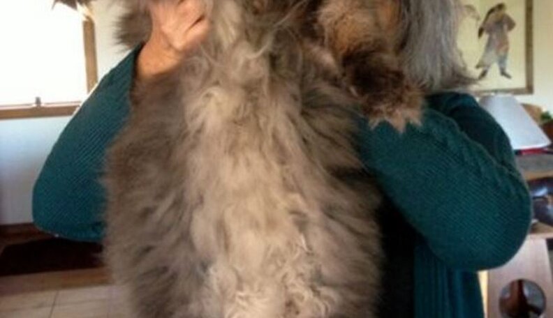 Enormous Cat Makes Everyone Who Knows Him Seem Tiny - The Dodo