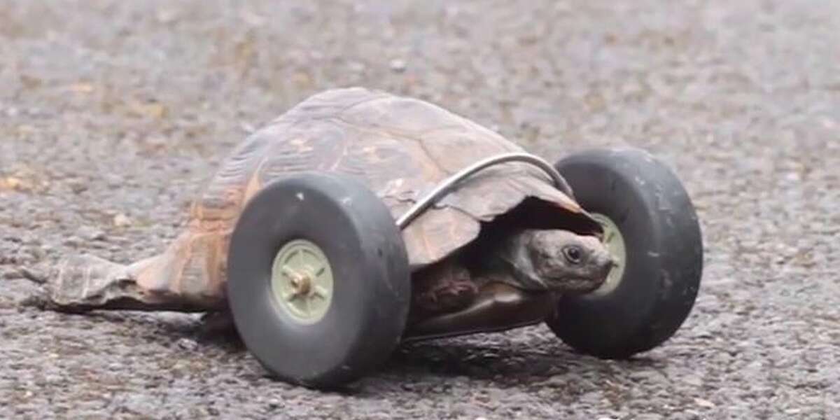 90-Year-Old Pet Tortoise Gets New Lease On Life From Incredibly Devoted ...