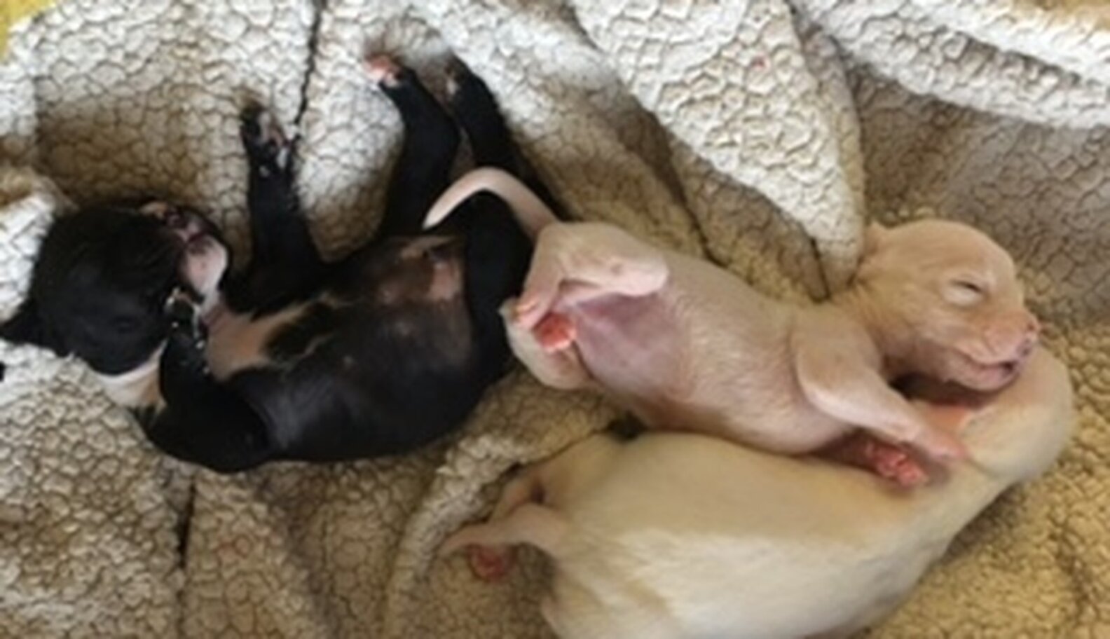 Tiny Puppies Found In A Box Hadn’t Even Opened Their Eyes Yet - The Dodo