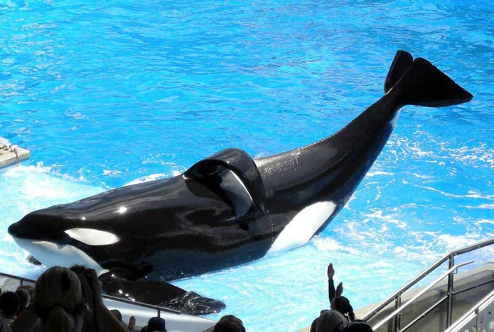 It’s Been 31 Years Since Tilikum Was Captured. What’s Changed? - The Dodo