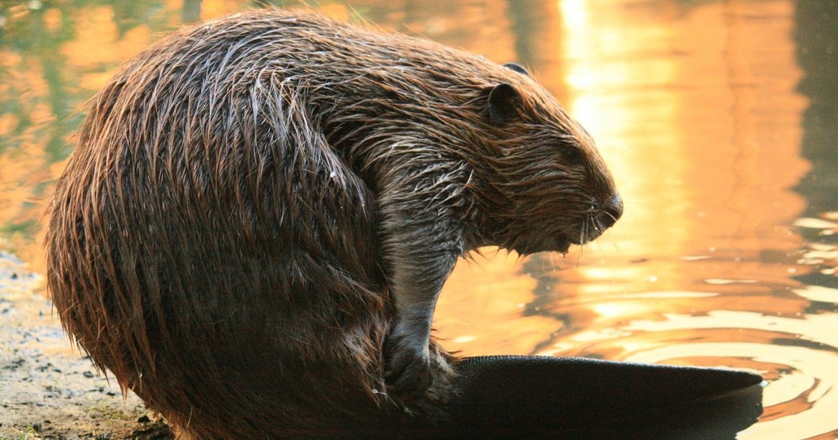Bring Back The Beaver - The Dodo