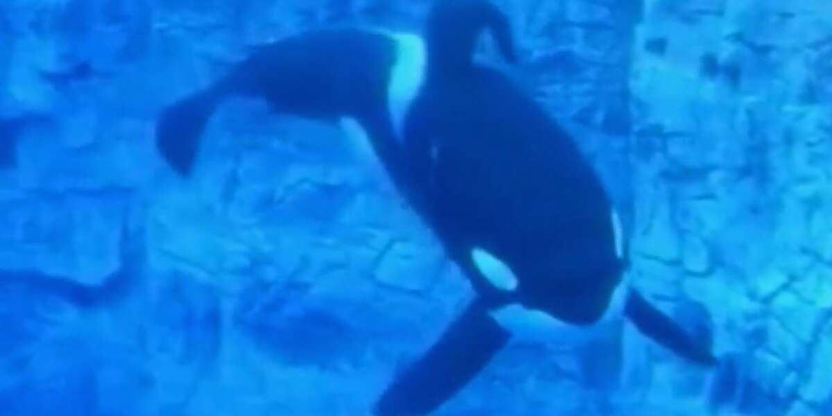 SeaWorld’s Most Famous Orca Just Died - The Dodo