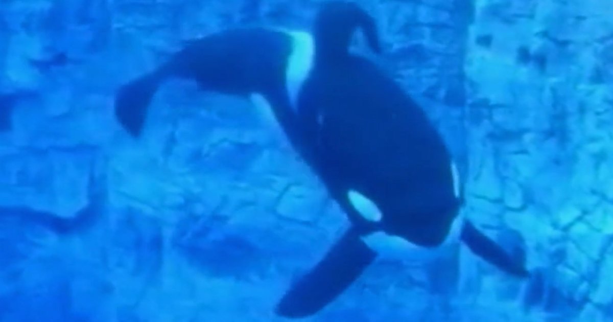 SeaWorld’s Most Famous Orca Just Died - The Dodo