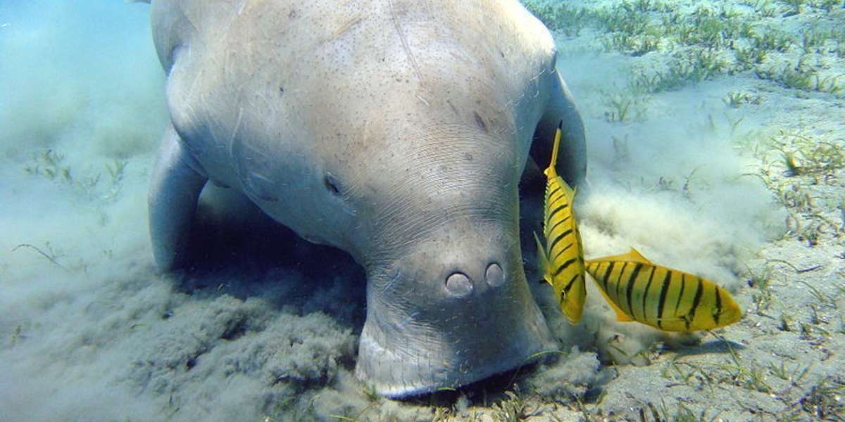This Very Special Sea Cow Species Has Nostrils On His Head And Is Cuter ...