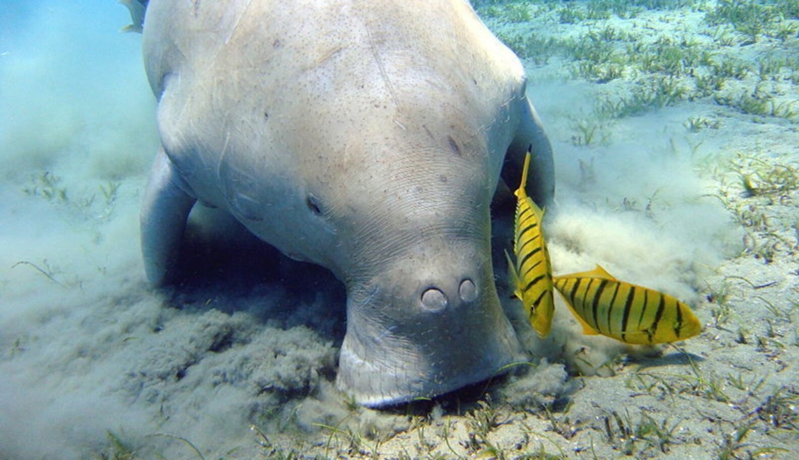 This Very Special Sea Cow Species Has Nostrils On His Head And Is Cuter ...