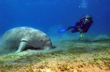 This Very Special Sea Cow Species Has Nostrils On His Head And Is Cuter ...