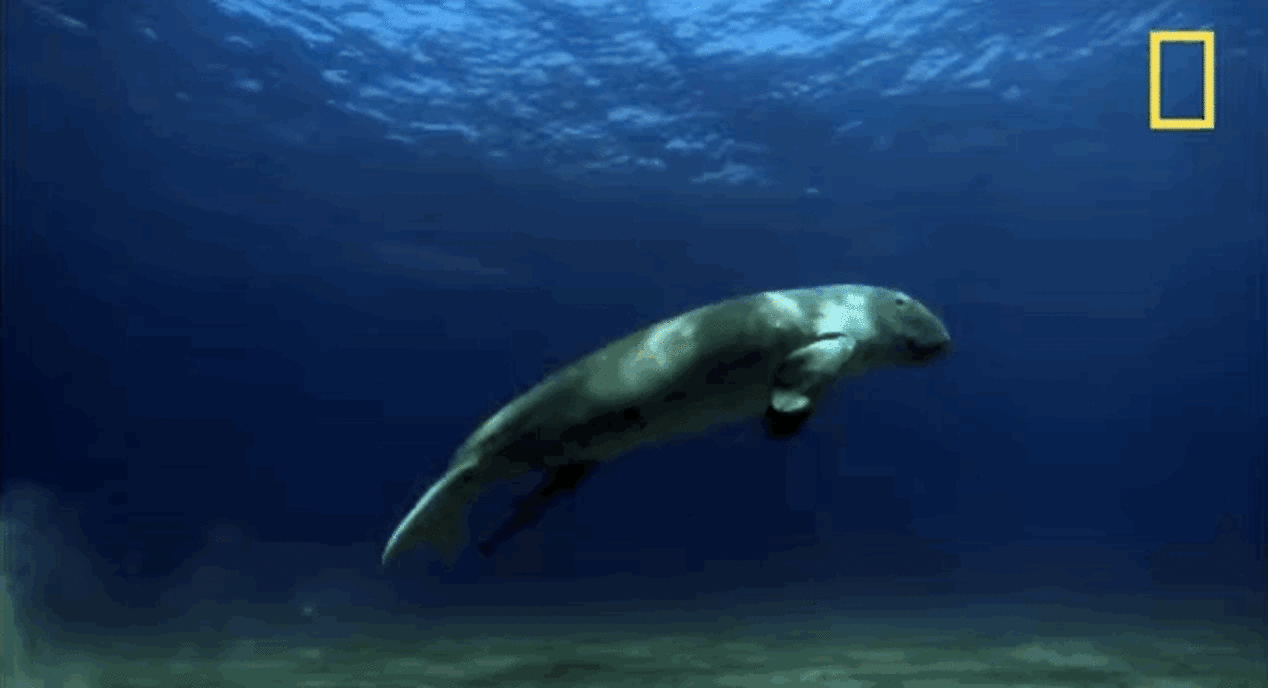 This Very Special Sea Cow Species Has Nostrils On His Head And Is Cuter ...