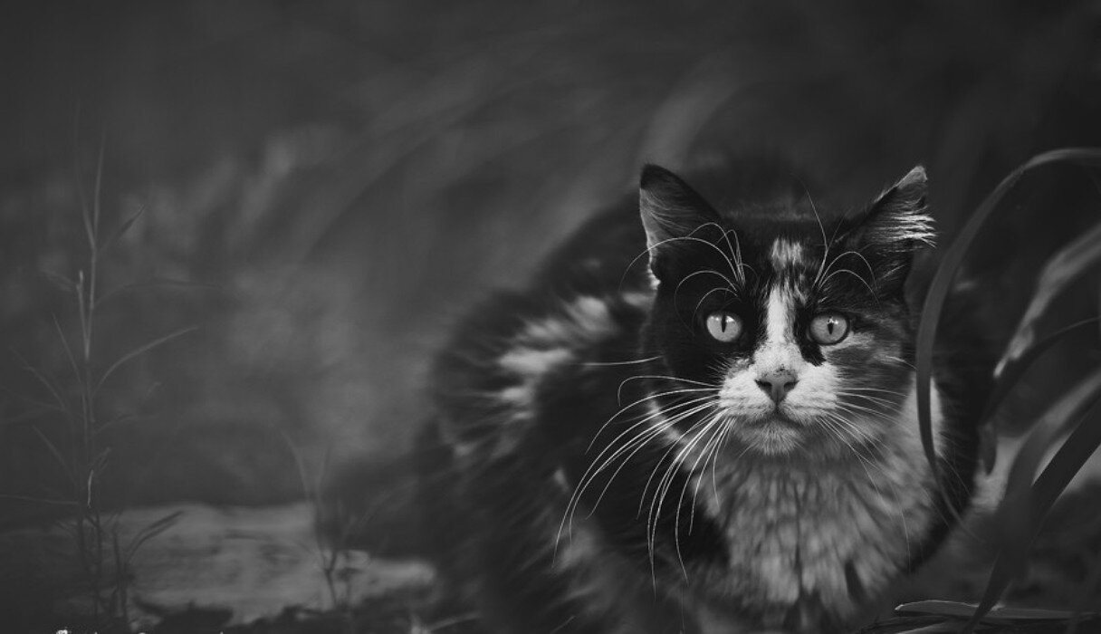 Meet The Royalty Of The Urban Jungle: Gorgeous Street Cats - The Dodo