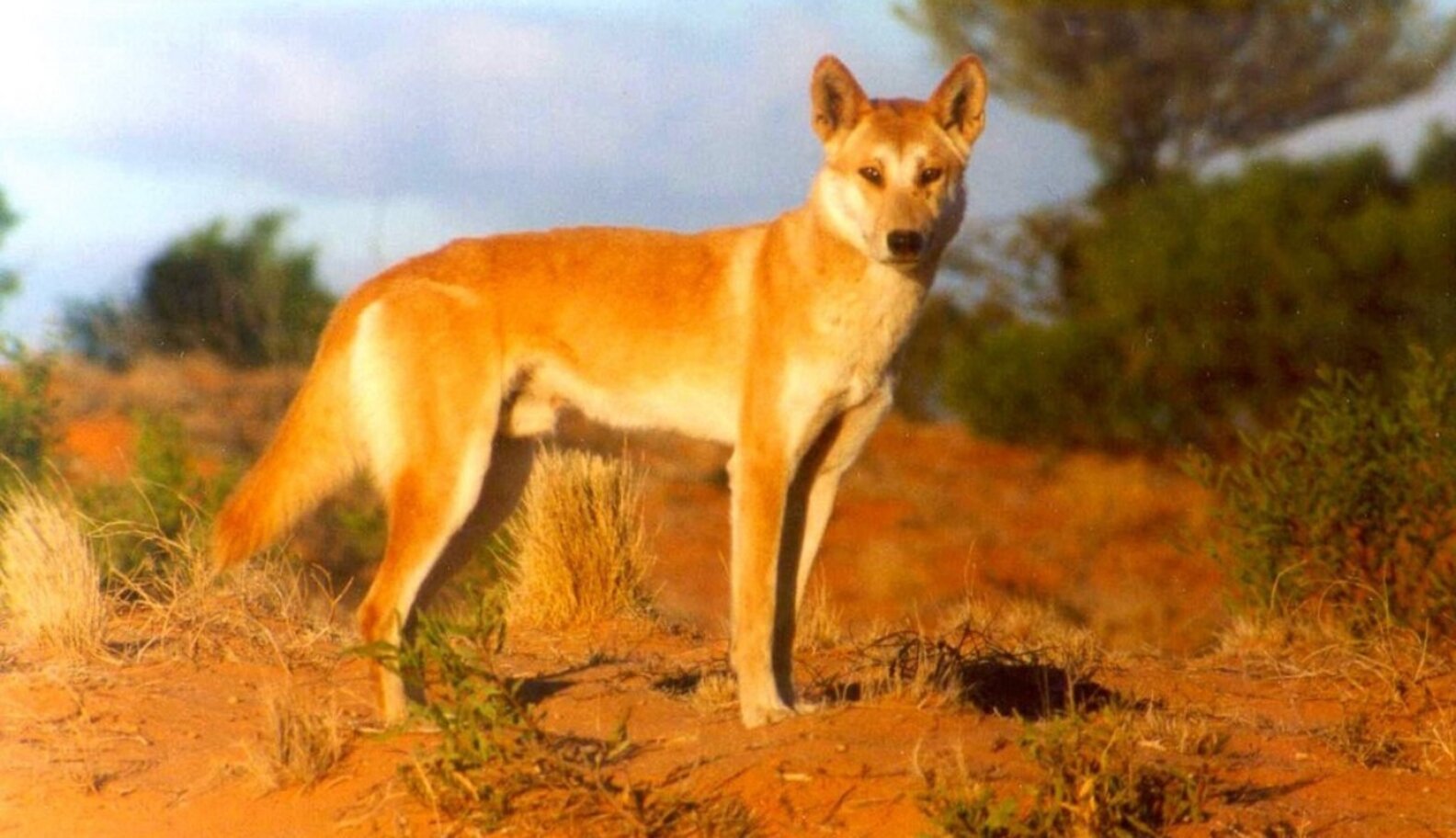 Cave Women Were Just Like Us: They May Have Domesticated Prehistoric ...