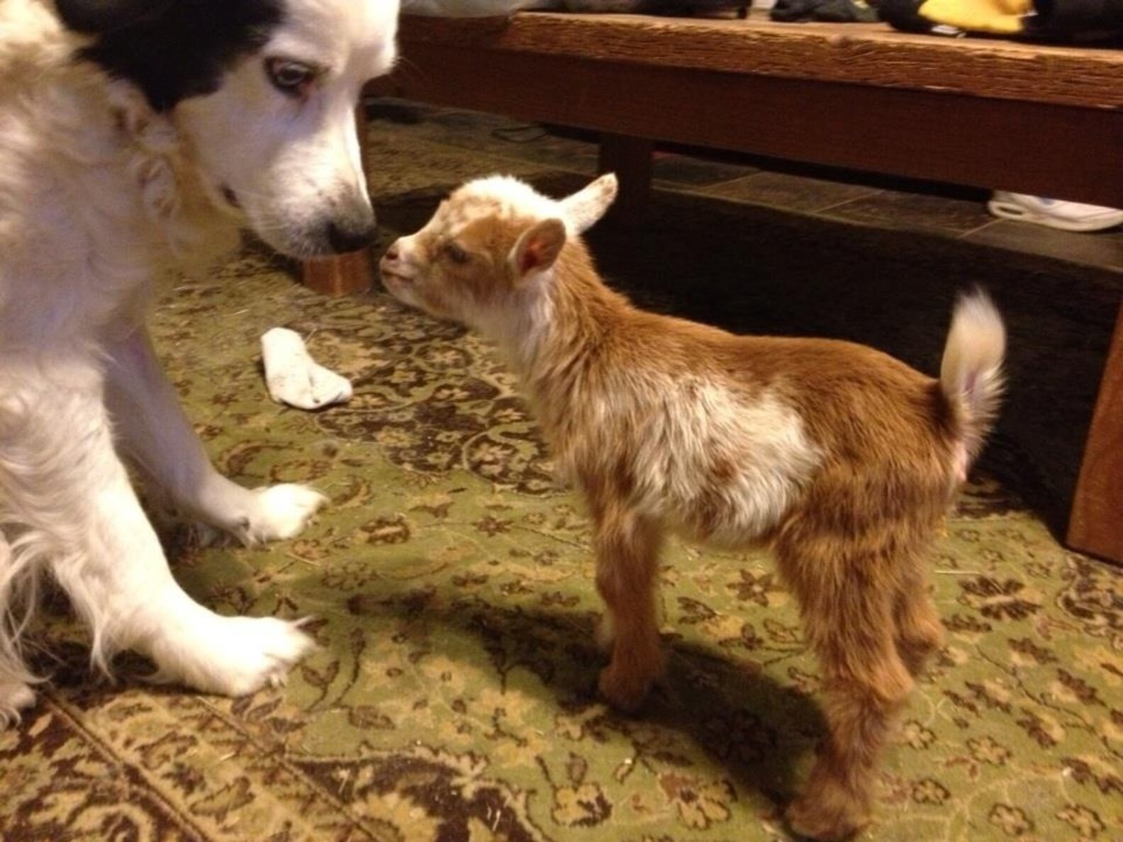 Dogs Who Have Found Goats And Are Totally Keeping Them - The Dodo
