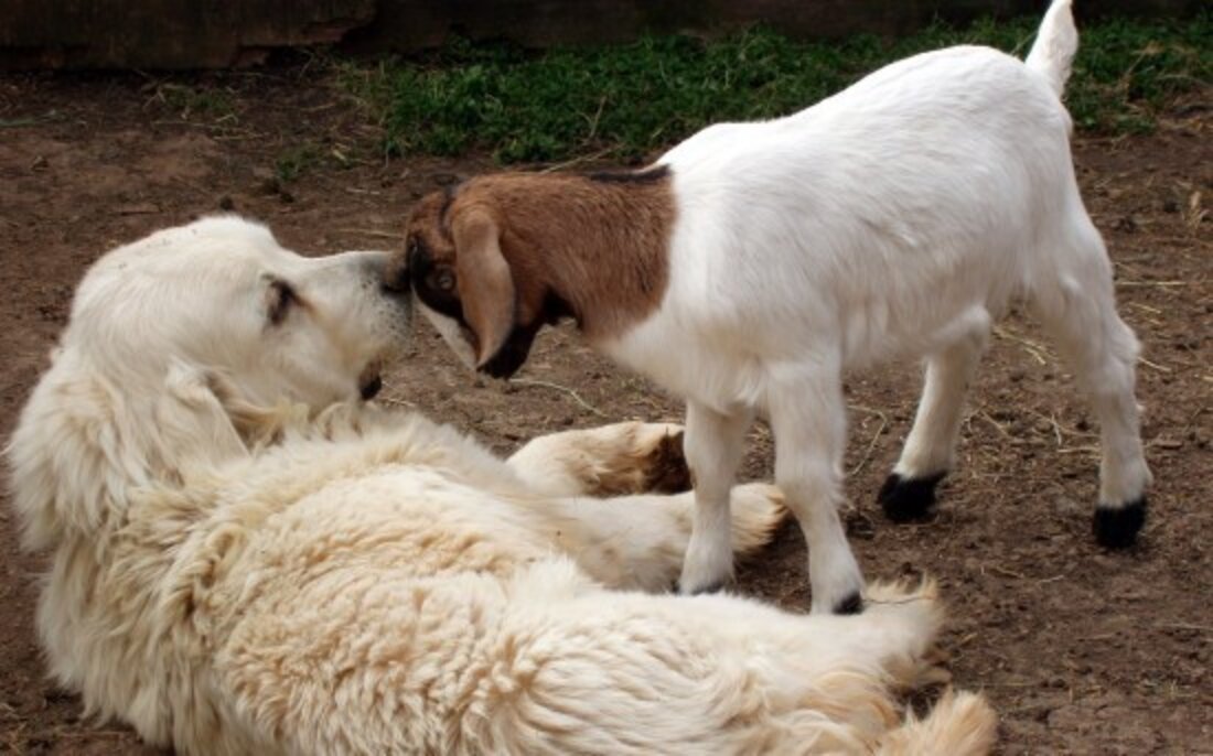Dogs Who Have Found Goats And Are Totally Keeping Them - The Dodo