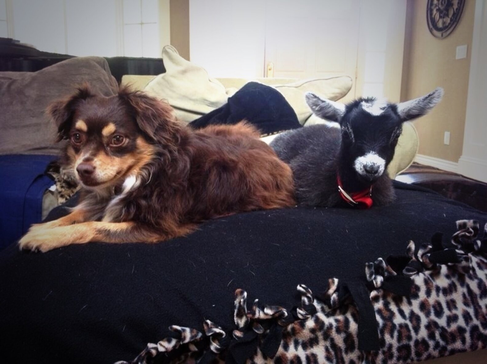 Dogs Who Have Found Goats And Are Totally Keeping Them - The Dodo