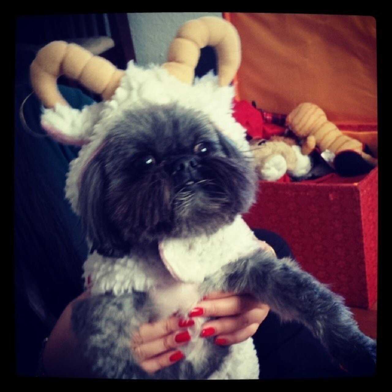 Dogs Who Have Found Goats And Are Totally Keeping Them - The Dodo