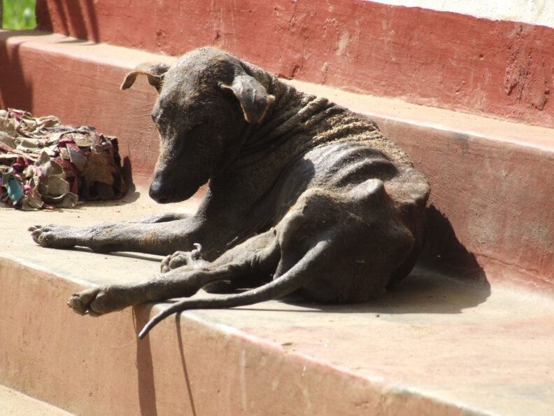 5,000 Stray Dogs Were Saved By One Incredible Couple - The Dodo