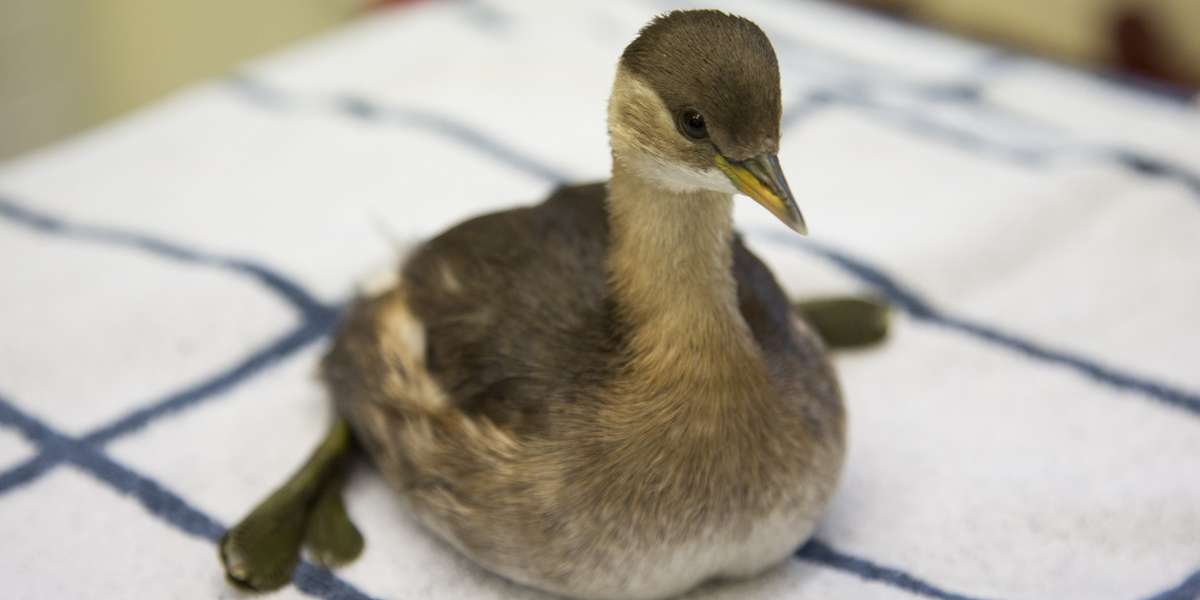 Super Cute Little Grebe Walks On Water - The Dodo