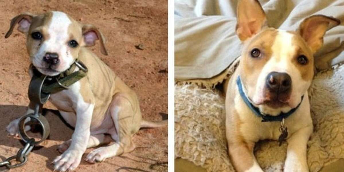 These Dogs Spent Their Lives On Chains Until They Were Finally Freed ...