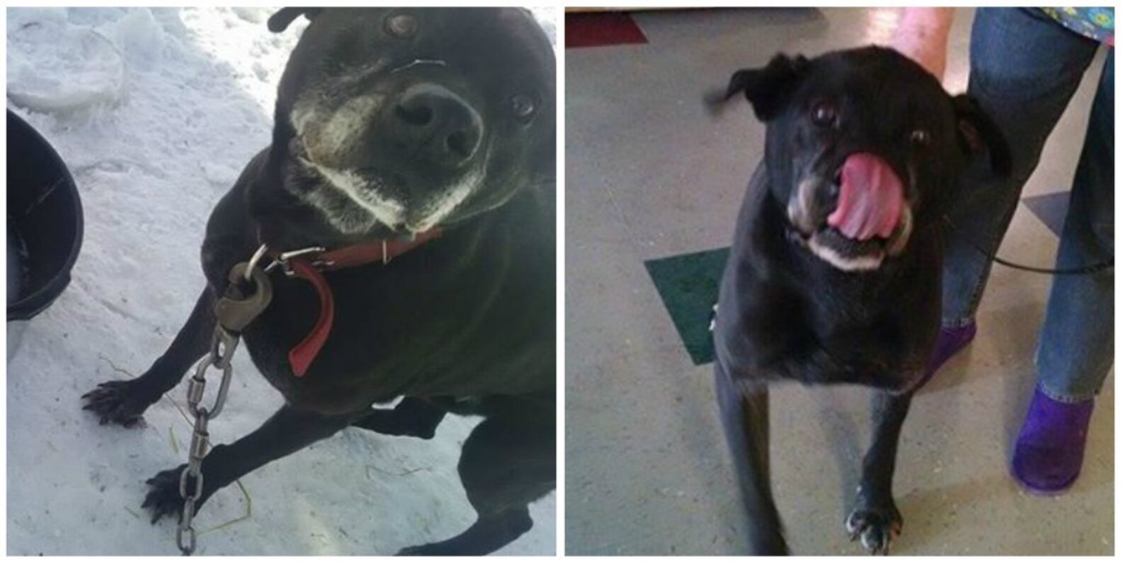 These Dogs Spent Their Lives On Chains Until They Were Finally Freed ...