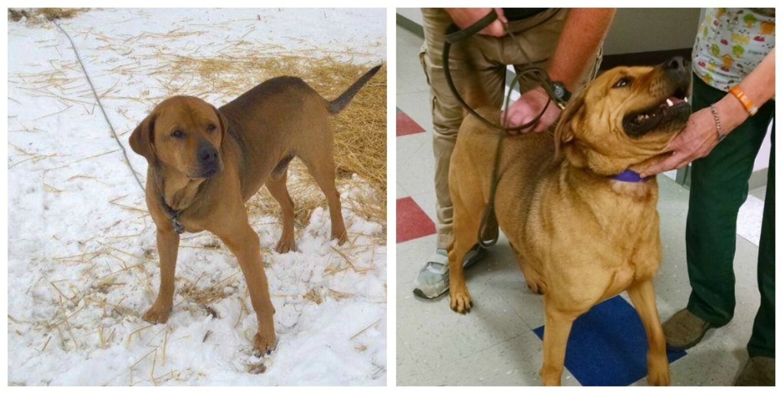 These Dogs Spent Their Lives On Chains Until They Were Finally Freed ...