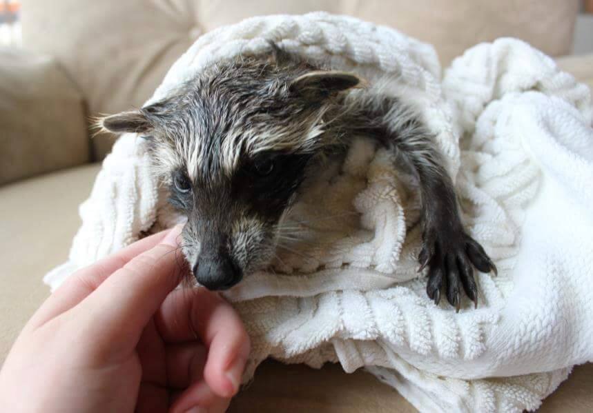 Rescue Raccoon Returns To The Wild Thanks To A Woman And Her Cat - The Dodo