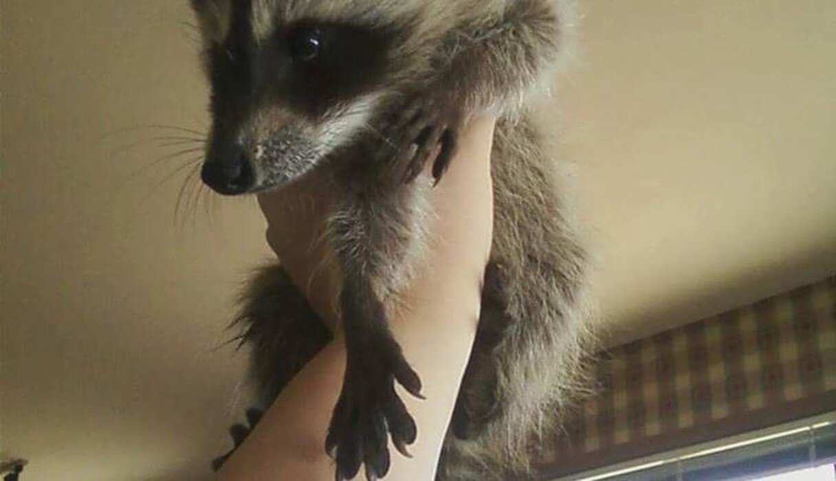 Rescue Raccoon Returns To The Wild Thanks To A Woman And Her Cat - The Dodo