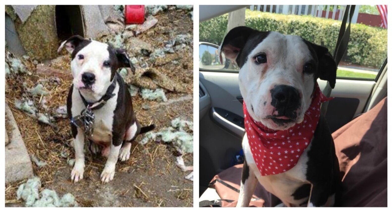 These Dogs Spent Their Lives On Chains Until They Were Finally Freed ...