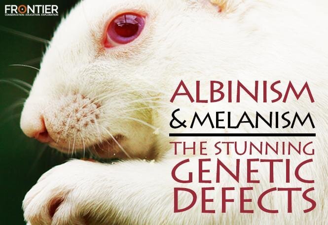 The Stunning Genetic Defect - The Dodo