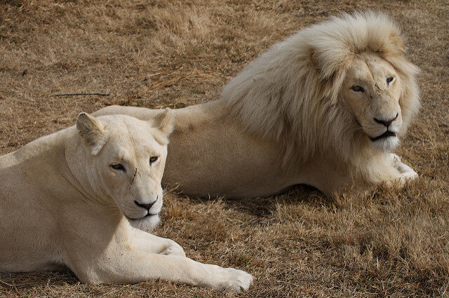 The Stunning Genetic Defect - The Dodo