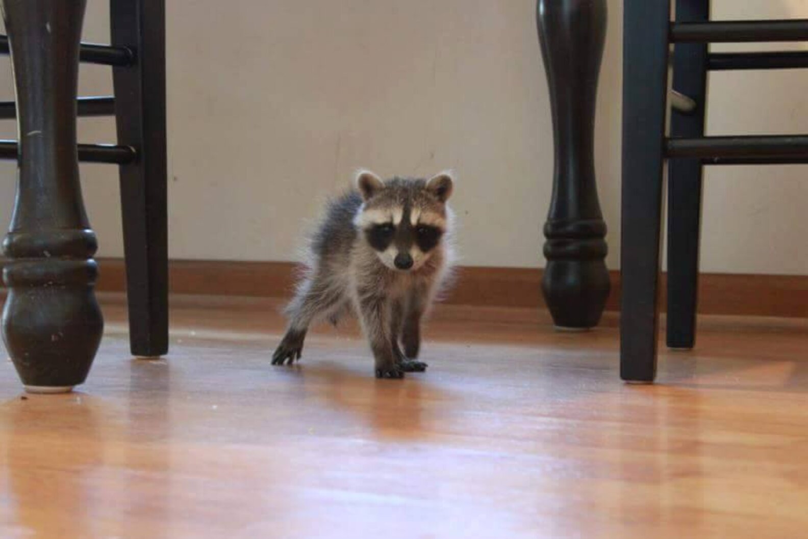 Rescue Raccoon Returns To The Wild Thanks To A Woman And Her Cat - The Dodo