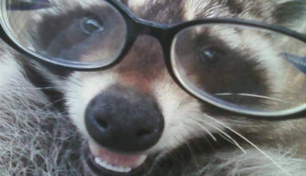 Rescue Raccoon Returns To The Wild Thanks To A Woman And Her Cat - The Dodo