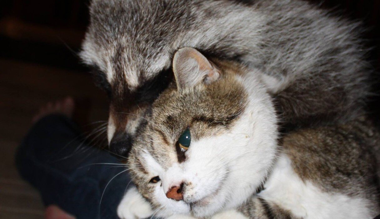 Rescue Raccoon Returns To The Wild Thanks To A Woman And Her Cat - The Dodo