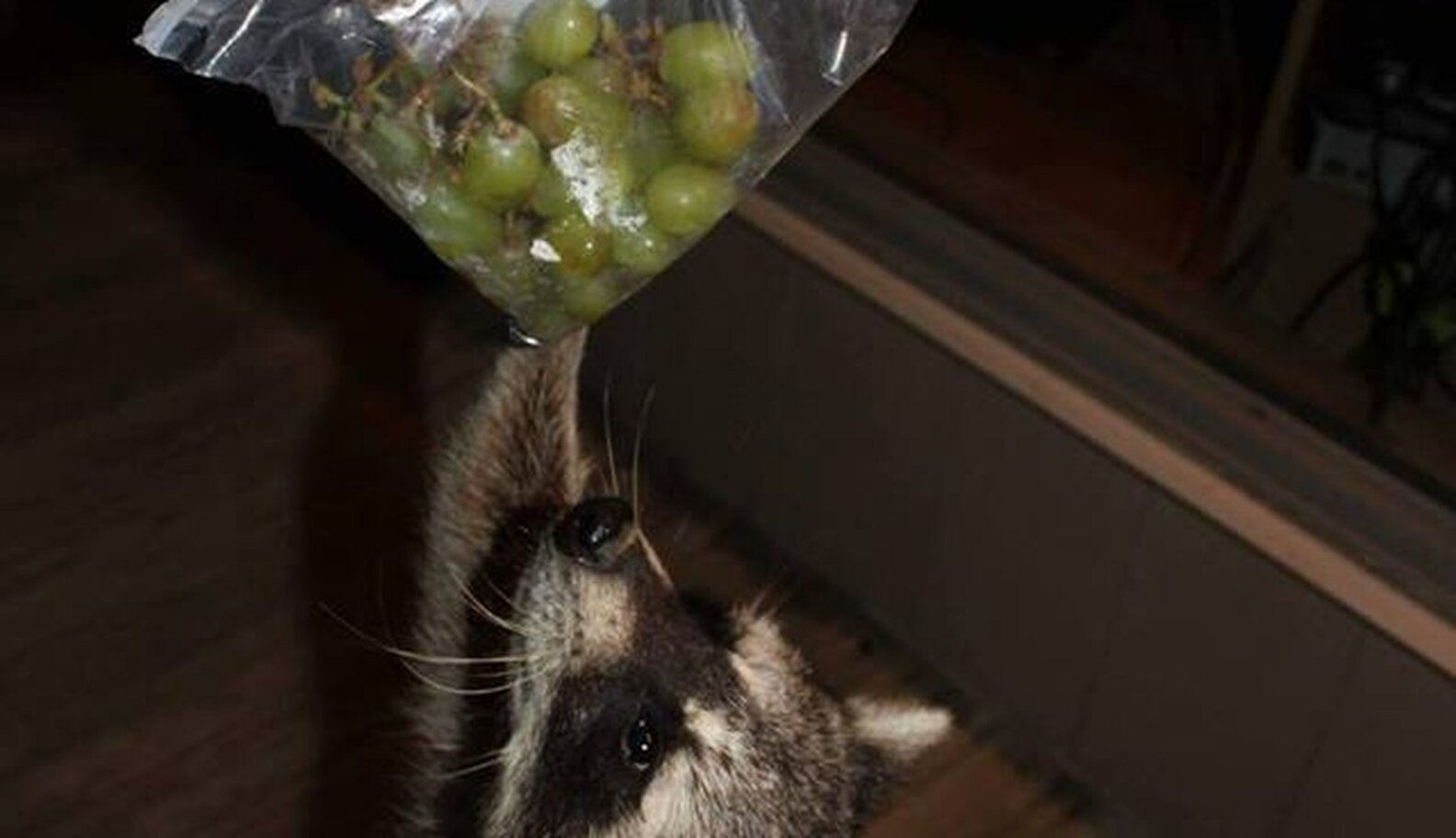 Rescue Raccoon Returns To The Wild Thanks To A Woman And Her Cat - The Dodo