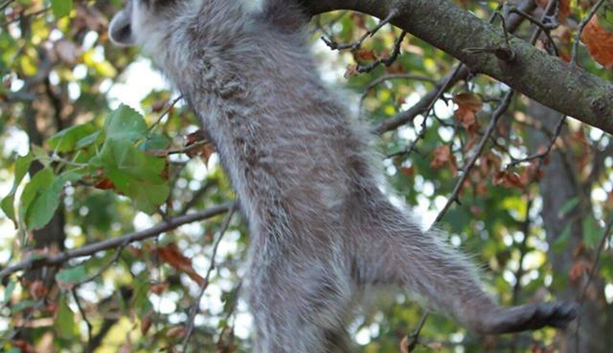 Rescue Raccoon Returns To The Wild Thanks To A Woman And Her Cat - The Dodo