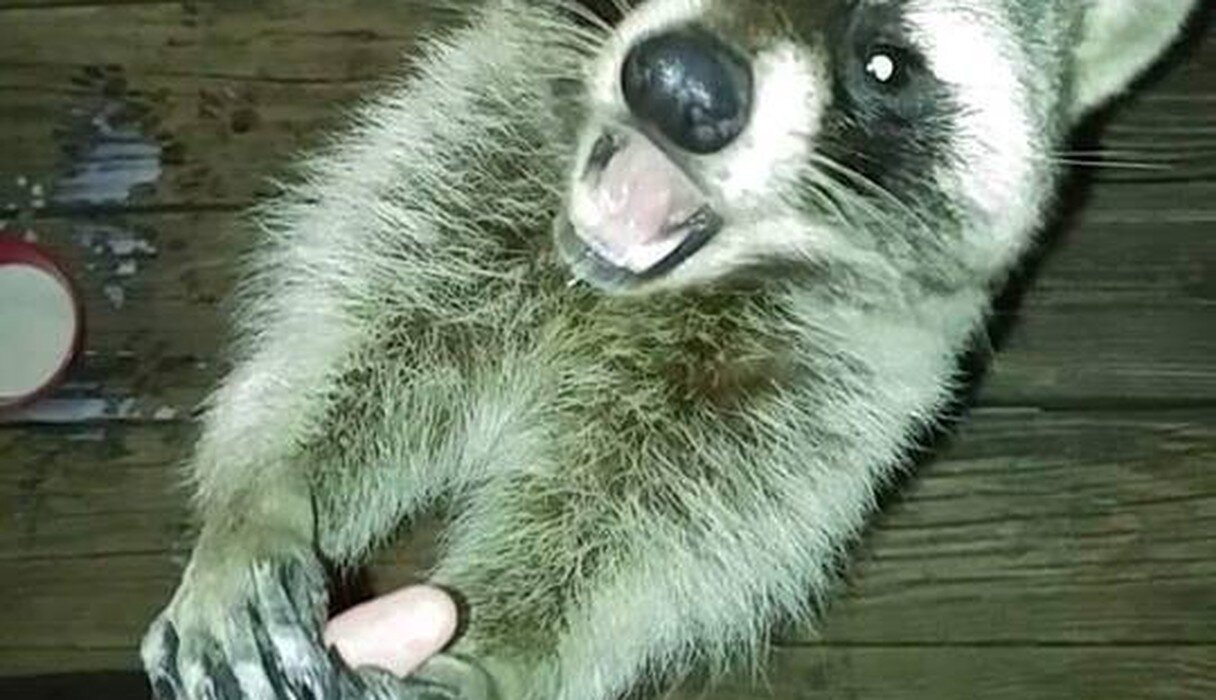 Rescue Raccoon Returns To The Wild Thanks To A Woman And Her Cat - The Dodo