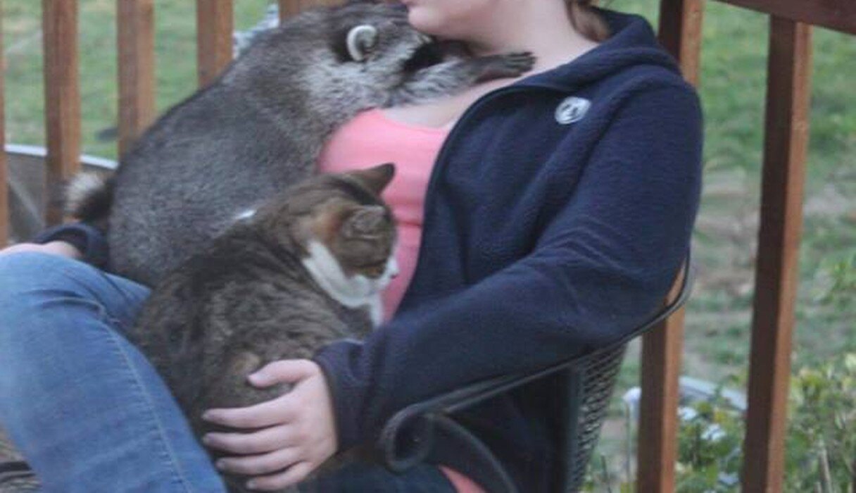 Rescue Raccoon Returns To The Wild Thanks To A Woman And Her Cat - The Dodo