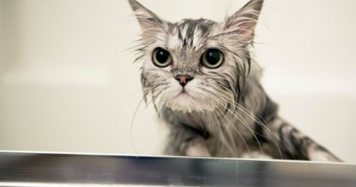 Q: Do Cats Really Hate Water? - The Dodo