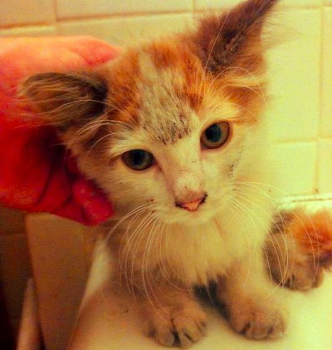 15 Pets Who Went From Trash (Literally) To Treasure - The Dodo