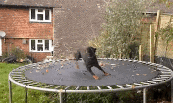 Dog Really, Really Loves This Incredible Bouncy Thing - The Dodo