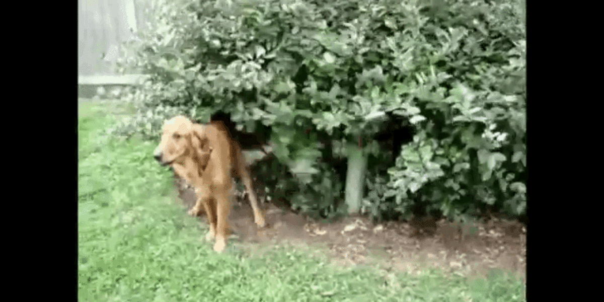 Golden Retriever Gets A Back Scratch From Shrubbery - The Dodo